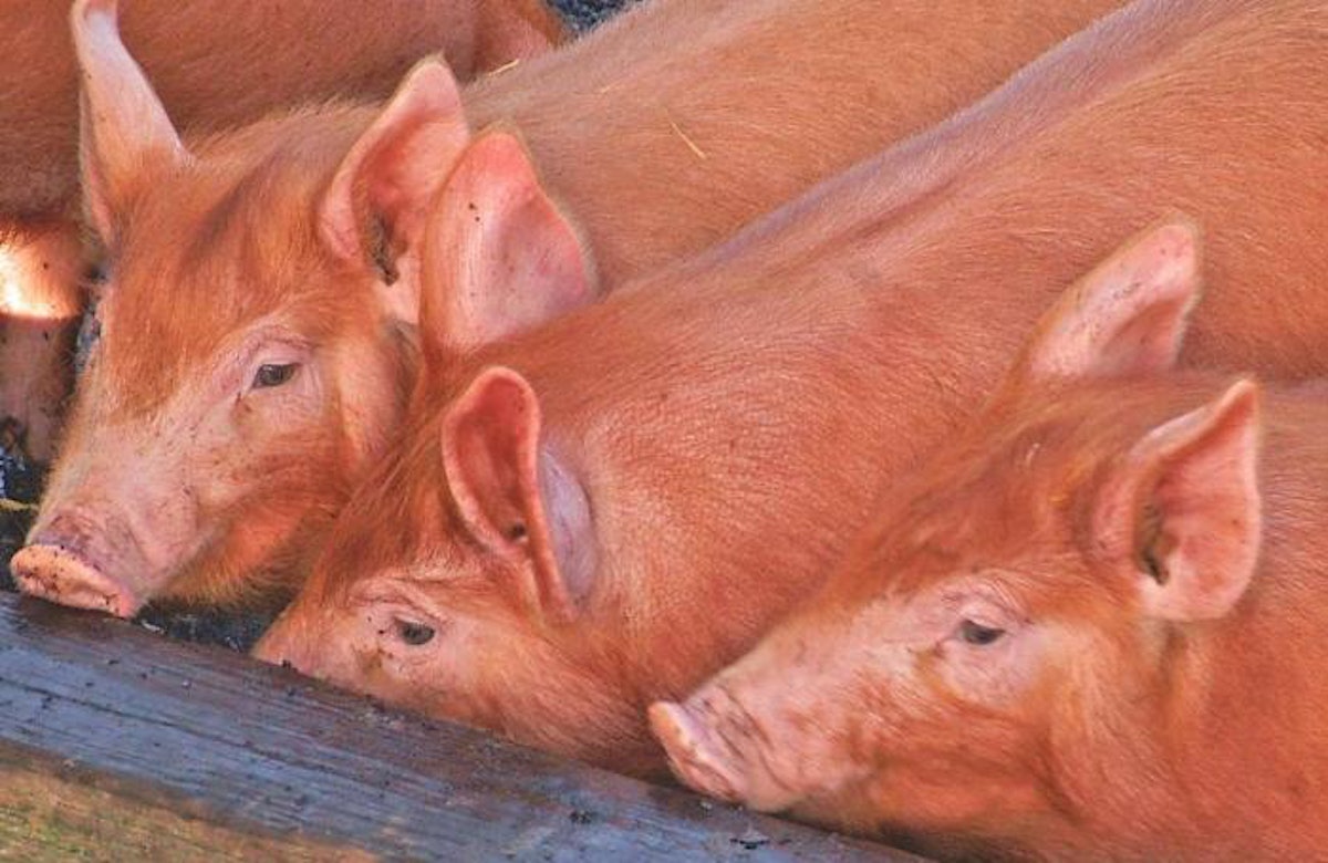 Japan’s classical swine fever outbreak total rises to 22 | Feed Strategy
