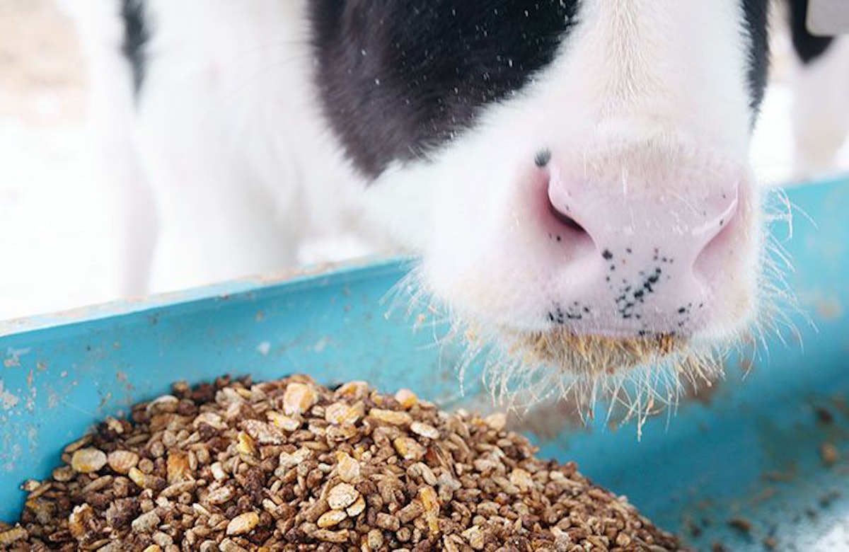 holstein cattle feed